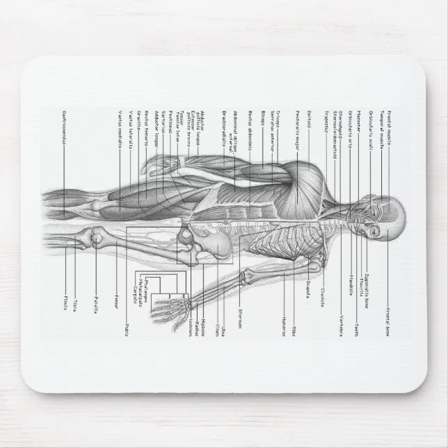 Human Anatomy Chart Mouse Pad | Zazzle