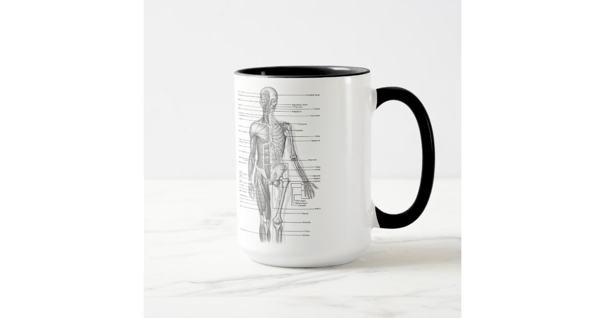 Human Anatomy Chart Mug | Zazzle
