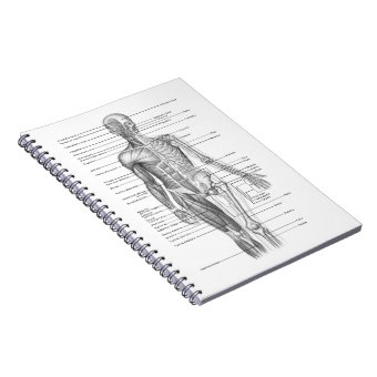 Human Anatomy Chart Notebook | Zazzle