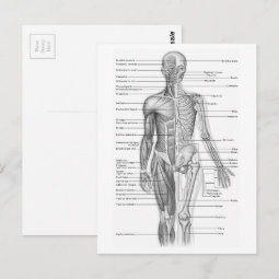 Human Anatomy Chart Postcard | Zazzle