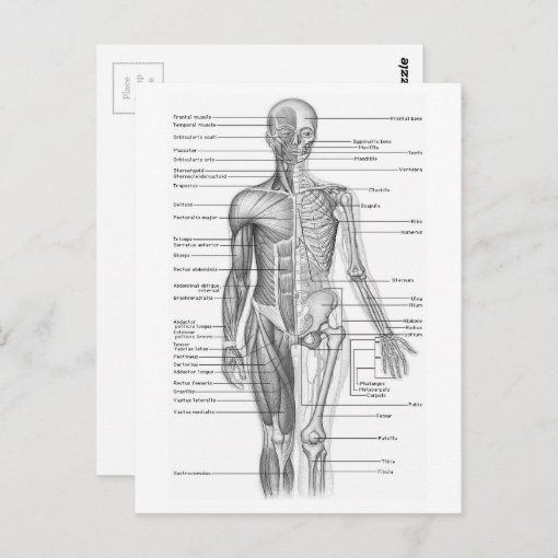 Human Anatomy Chart Postcard | Zazzle