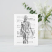 Human Anatomy Chart Postcard | Zazzle