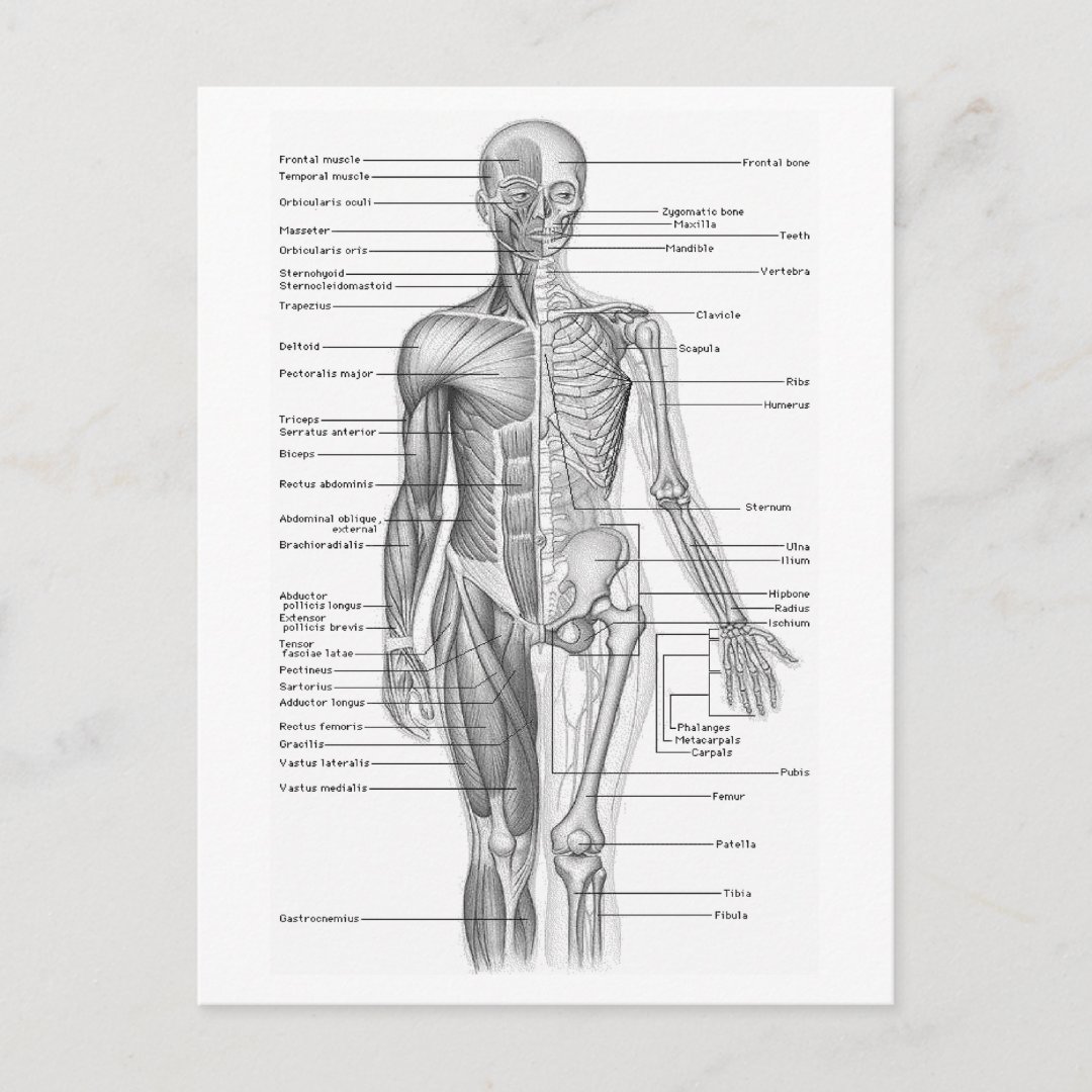 Human Anatomy Chart Postcard | Zazzle
