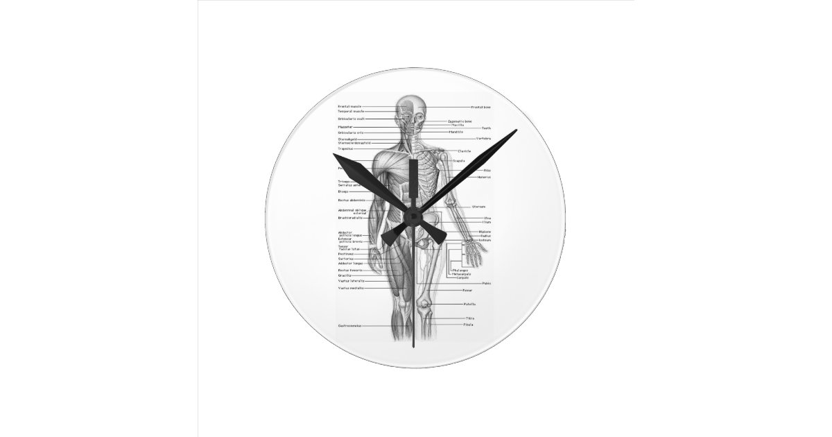 Human Anatomy Chart Round Clock | Zazzle.com