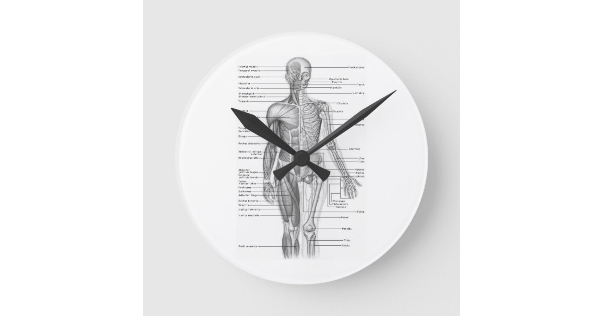 Human Anatomy Chart Round Clock | Zazzle