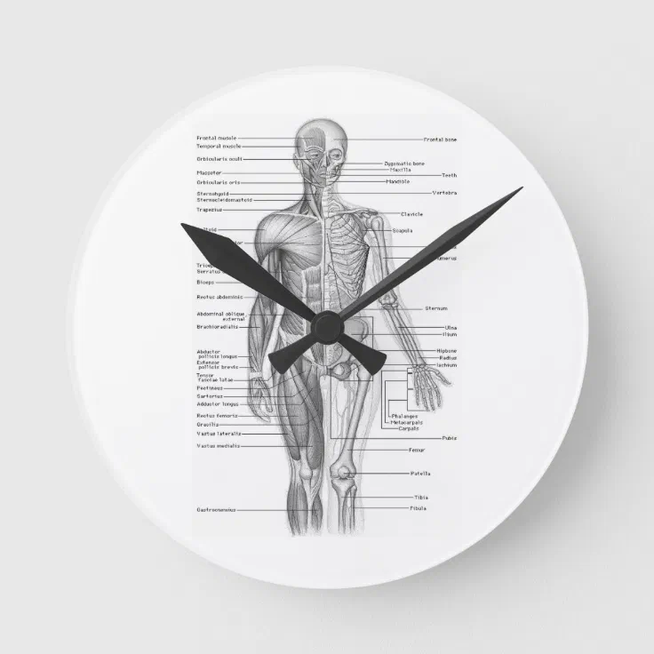 Human Anatomy Chart Round Clock | Zazzle