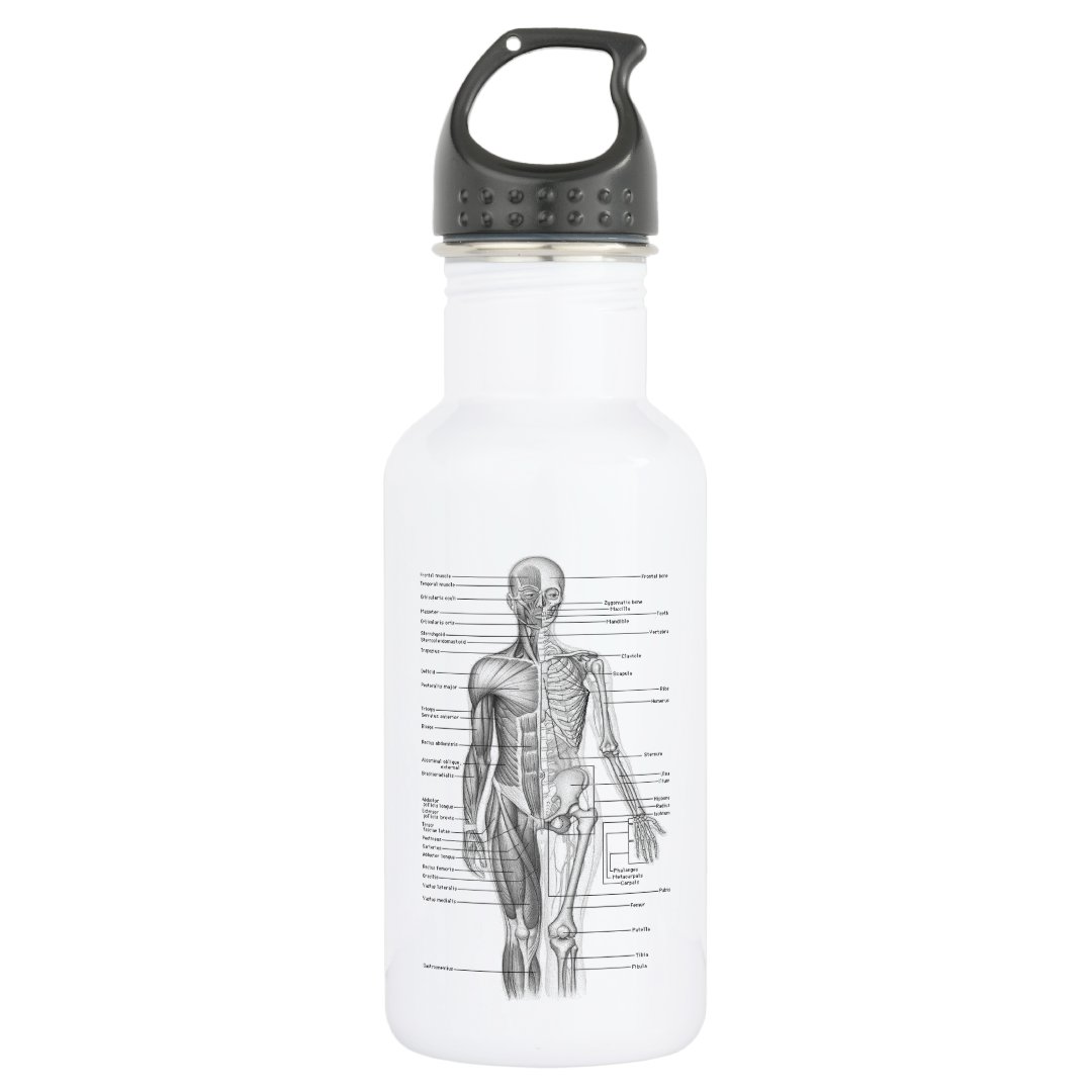 Human Anatomy Chart Stainless Steel Water Bottle | Zazzle
