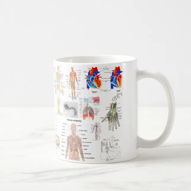 Human Anatomy Diagrams Coffee Mug | Zazzle