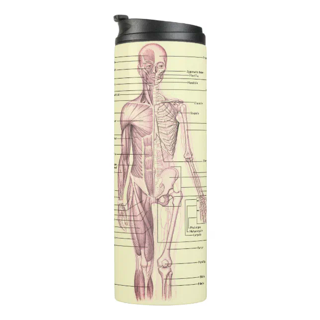 Human Anatomy Educational Medical Diagram Thermal Tumbler | Zazzle