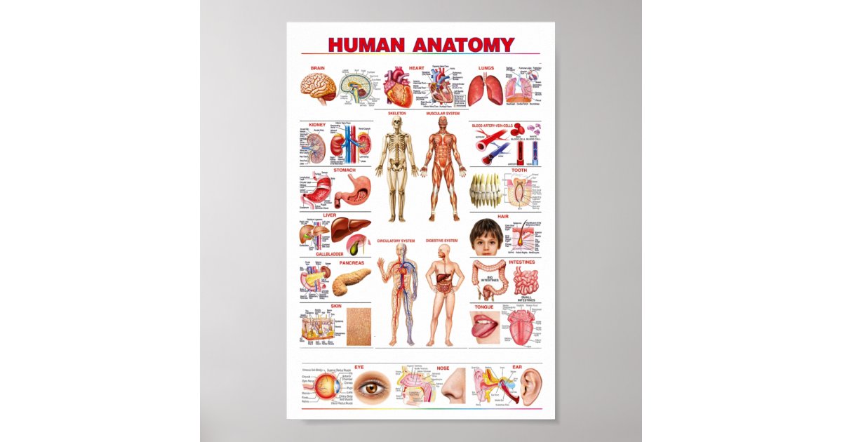 Human Anatomy educational Poster | Zazzle