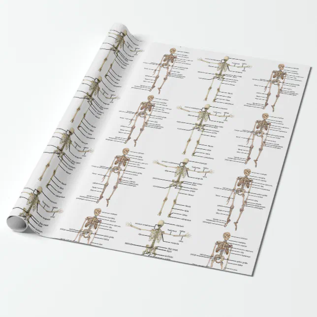 Human Anatomy Human Skeleton medical diagram Wrapping Paper | Zazzle