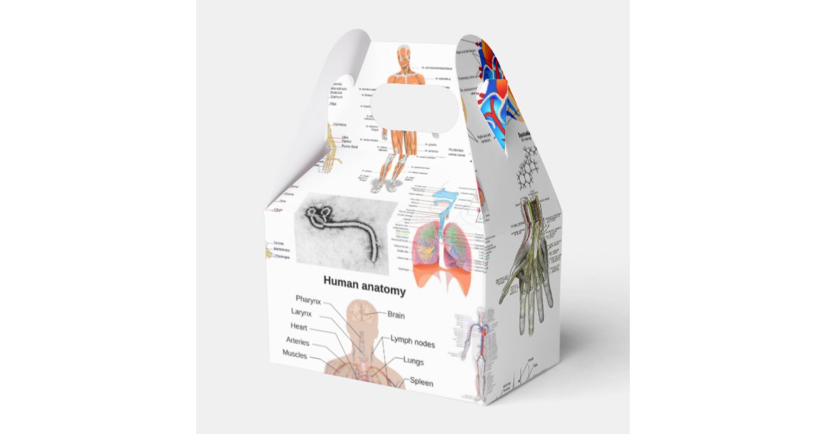 Human Anatomy Medical Charts Favor Boxes | Zazzle