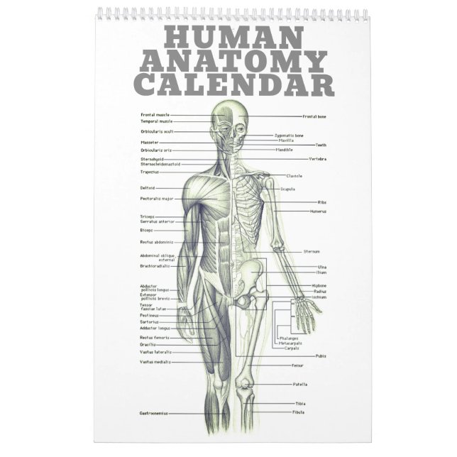 Medical Chart Human Body