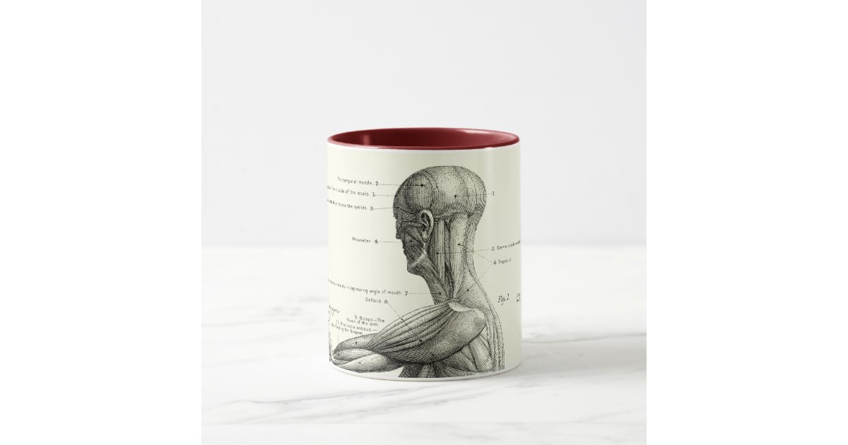 Human anatomy, muscles of the human body mug | Zazzle