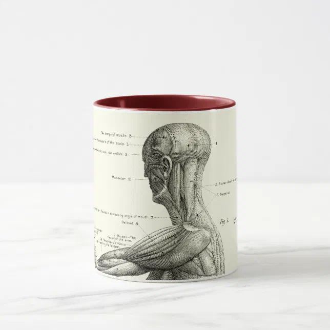 Human anatomy, muscles of the human body mug | Zazzle