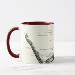 Human anatomy, muscles of the human body mug | Zazzle