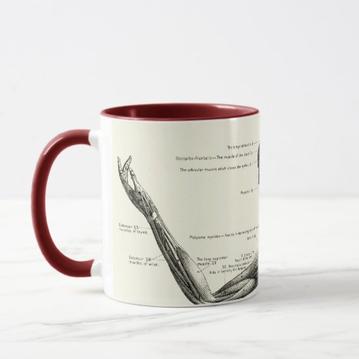 Human anatomy, muscles of the human body mug | Zazzle