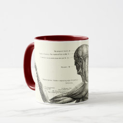 Human anatomy, muscles of the human body mug | Zazzle