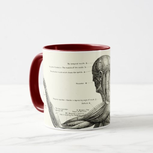 Human anatomy, muscles of the human body mug | Zazzle