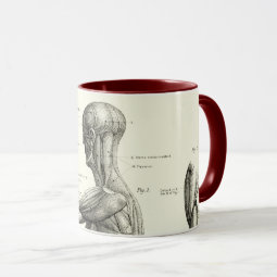 Human anatomy, muscles of the human body mug | Zazzle