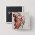 Human Anatomy; Muscles of the Torso and Shoulder Button | Zazzle