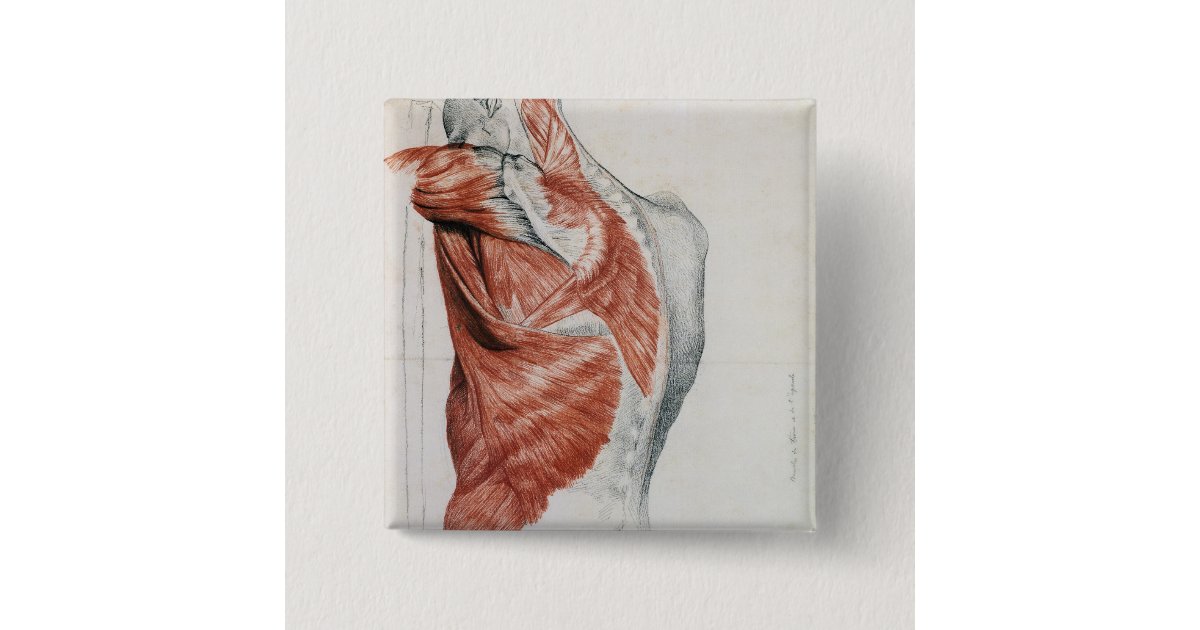 Human Anatomy; Muscles of the Torso and Shoulder Button | Zazzle