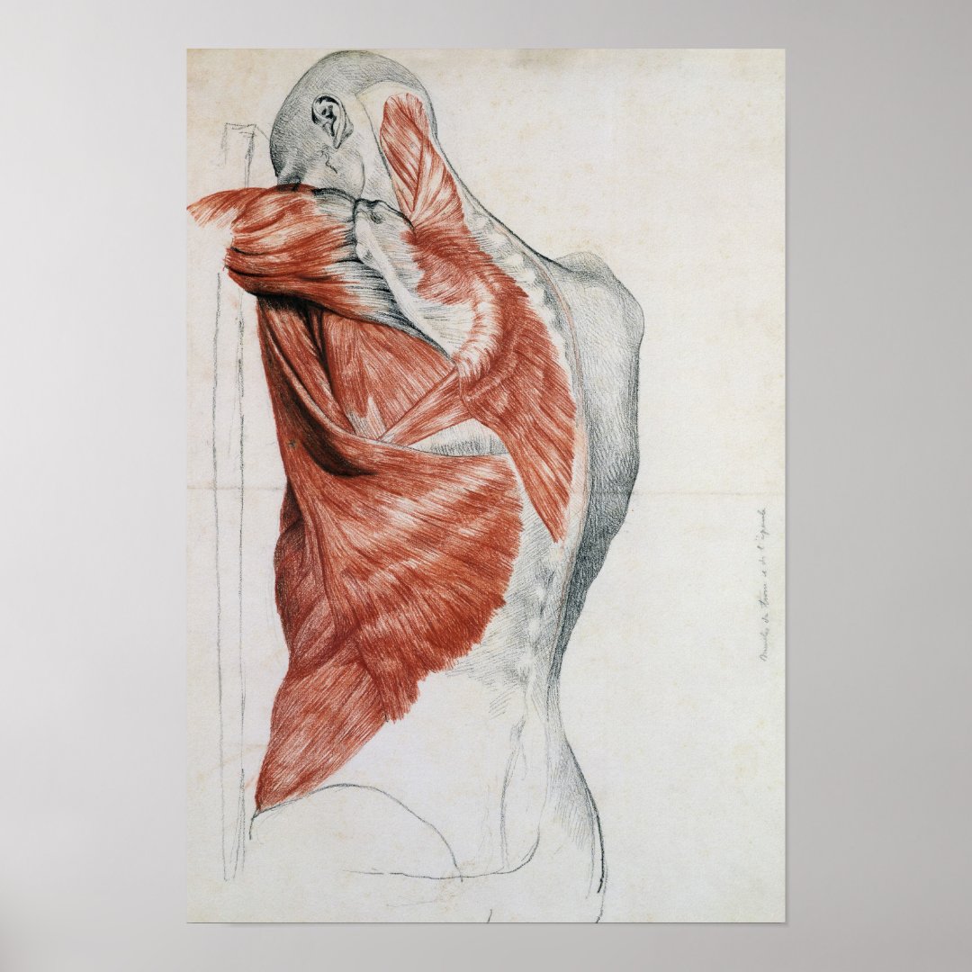 Human Anatomy; Muscles of the Torso and Shoulder Poster | Zazzle