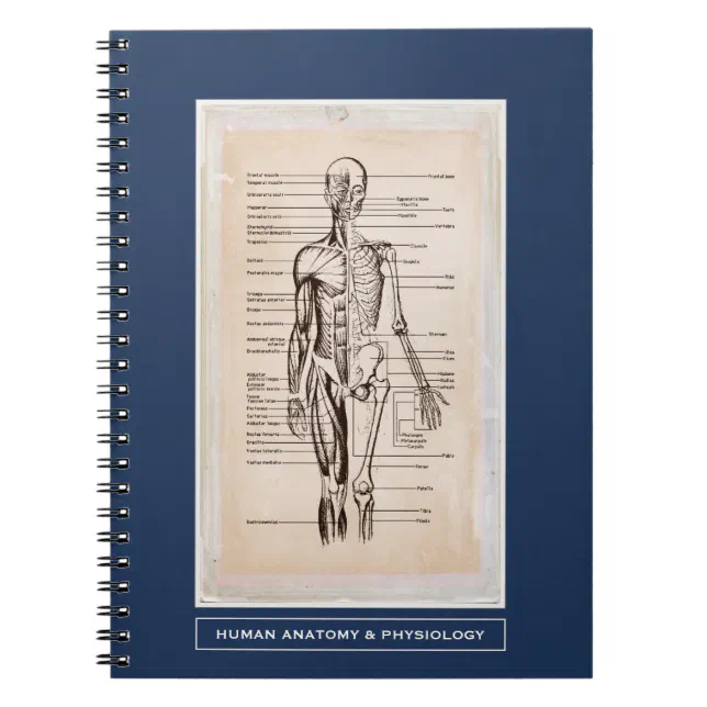 Human Anatomy & Physiology Customized Notebook | Zazzle