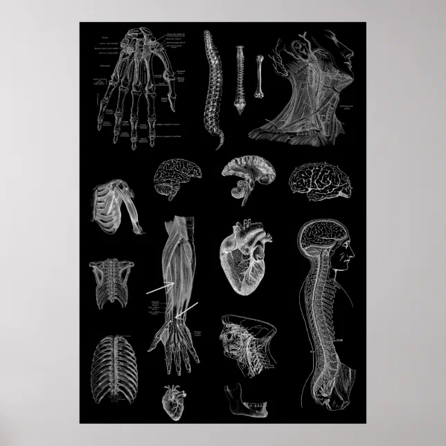 Human Anatomy Print | Zazzle