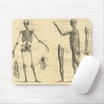 Human Anatomy Skeleton and muscles of the body Mouse Pad | Zazzle
