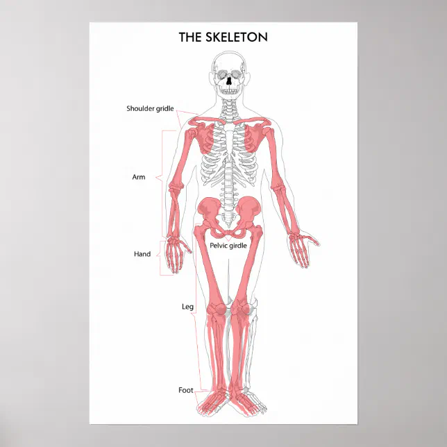 Human Body Anatomy Skeleton Anatomical Bone Chart | Zazzle
