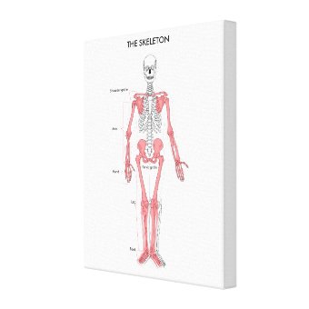 Human Body Anatomy Skeleton Anatomical Bone Chart Canvas Print | Zazzle
