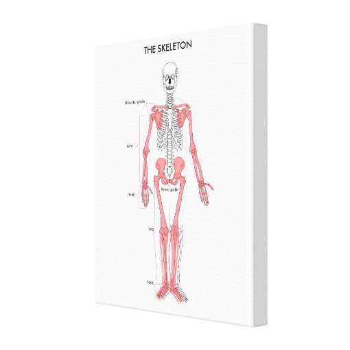 Human Body Anatomy Skeleton Anatomical Bone Chart Canvas Print | Zazzle