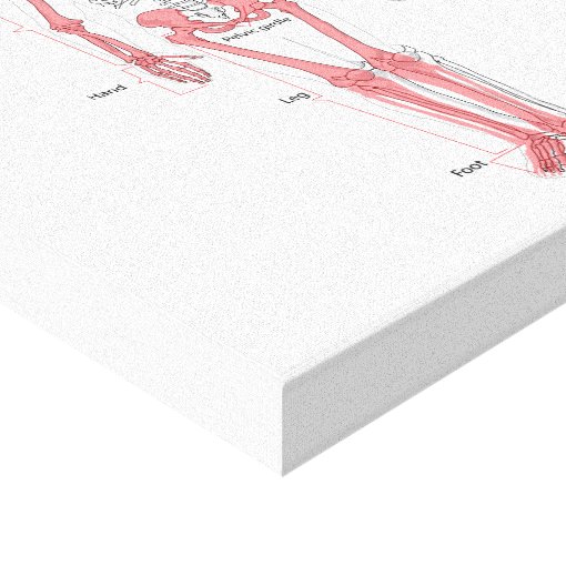 Human Body Anatomy Skeleton Anatomical Bone Chart Canvas Print | Zazzle