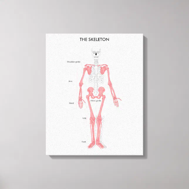Human Body Anatomy Skeleton Anatomical Bone Chart Canvas Print | Zazzle