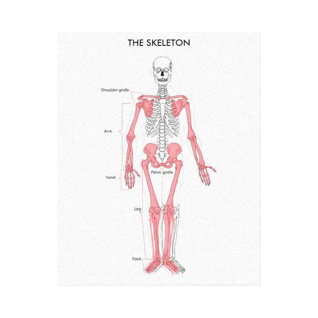 Human Body Anatomy Skeleton Anatomical Bone Chart Canvas Print | Zazzle