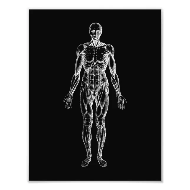 Human body, male anatomy black and white photo print | Zazzle