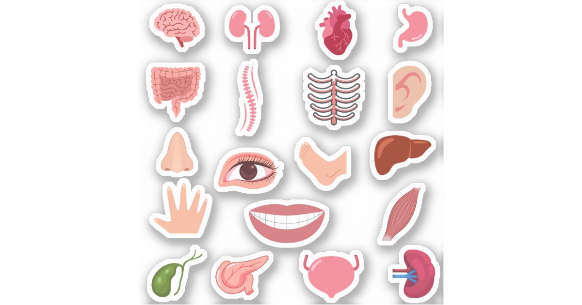 HUMAN BODY STICKERS | Zazzle