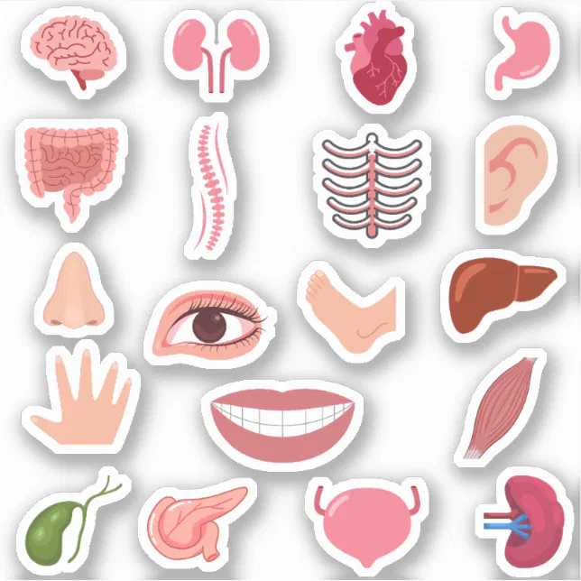 HUMAN BODY STICKERS | Zazzle
