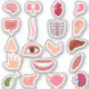 HUMAN BODY STICKERS | Zazzle