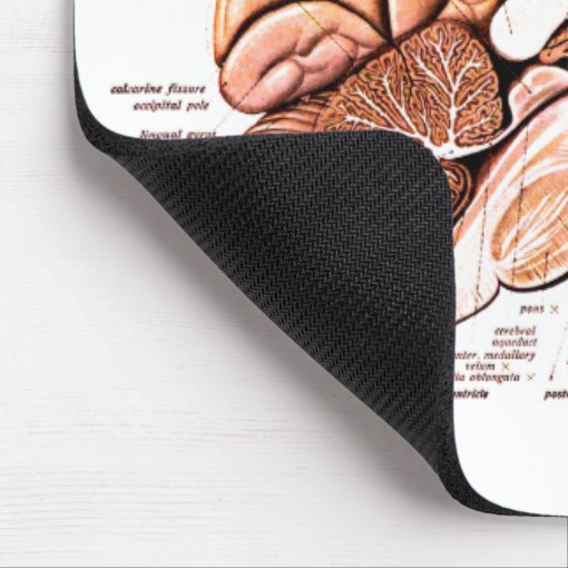 Human Brain Anatomy Medical Diagram Novelty Mouse Pad | Zazzle