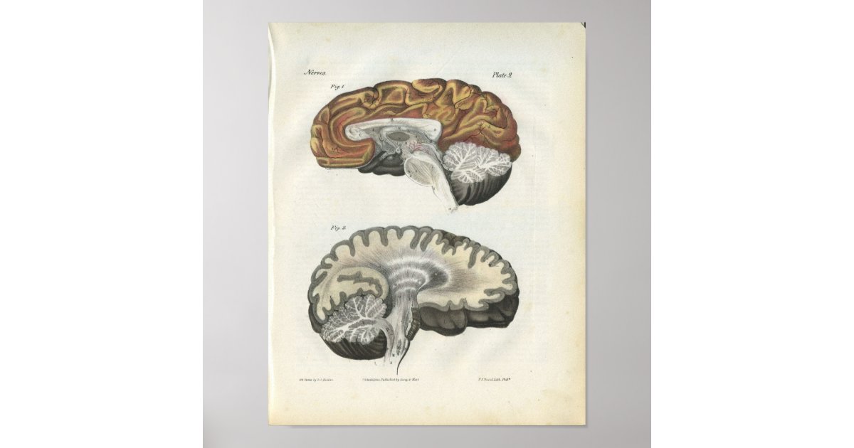 Human Brain Anatomy Print | Zazzle