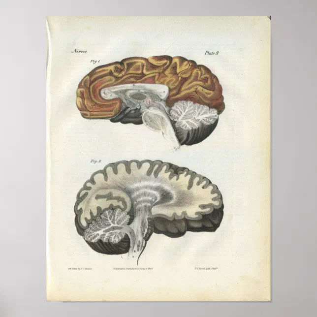 Human Brain Anatomy Print | Zazzle