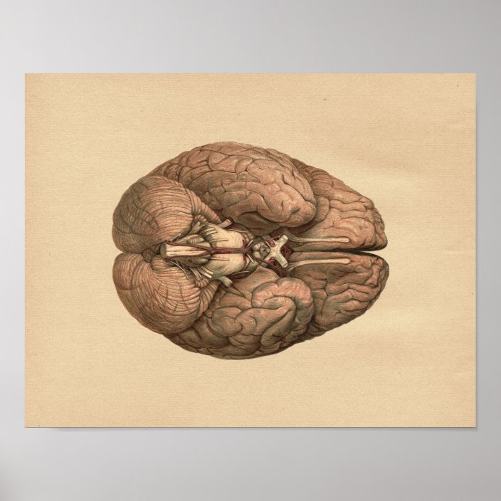 Human Brain Anatomy Vintage Print | Zazzle.com
