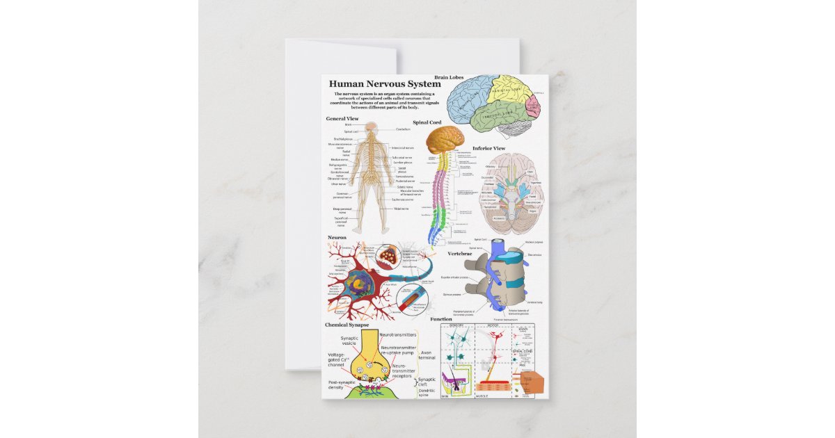 Human Brain and Central Nervous System Diagram | Zazzle