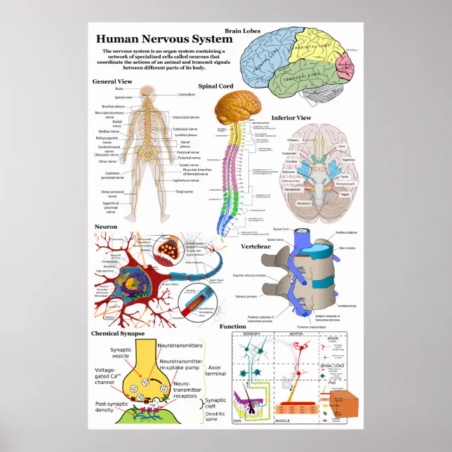 Human Brain and Central Nervous System Diagram Poster | Zazzle