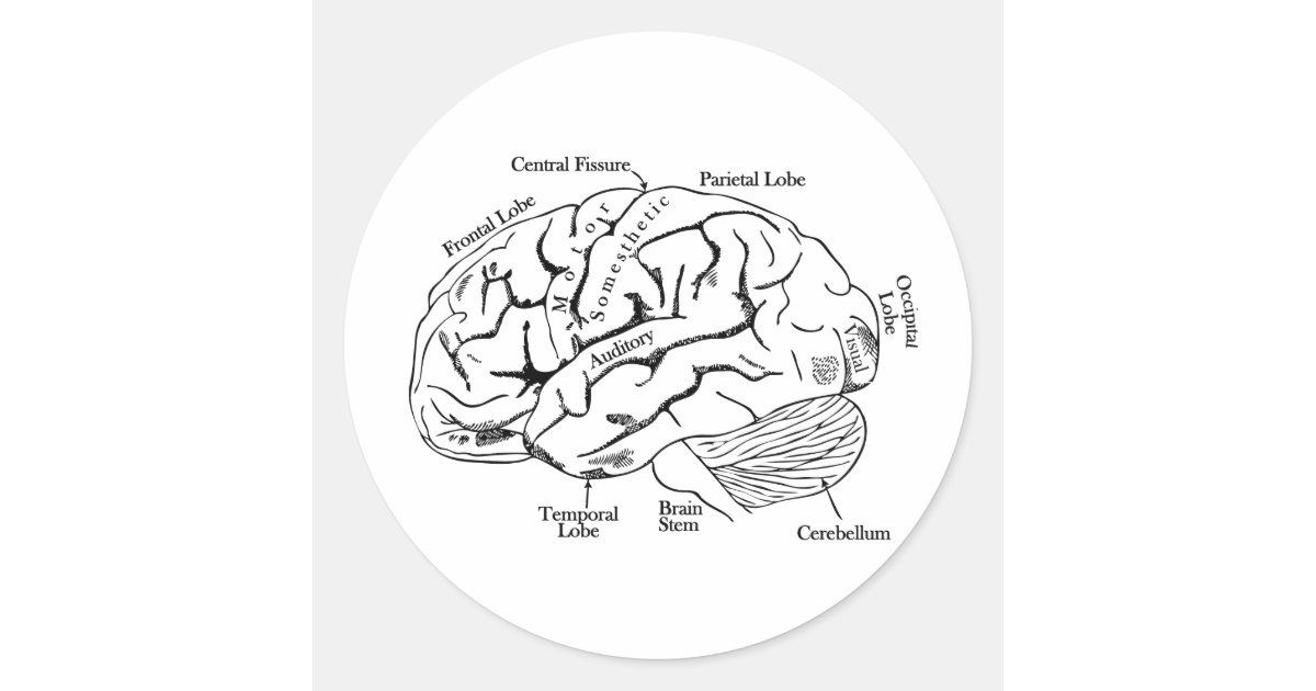 Human Brain Classic Round Sticker | Zazzle