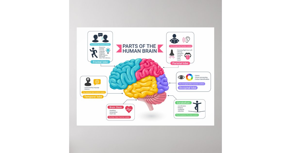 Human brain diagram poster | Zazzle