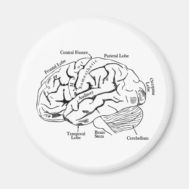 Human Brain Magnet | Zazzle