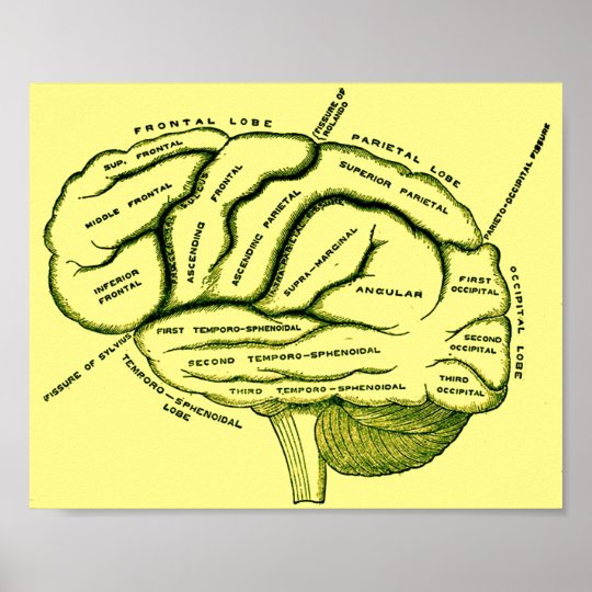 Human Brain Poster | Zazzle.com